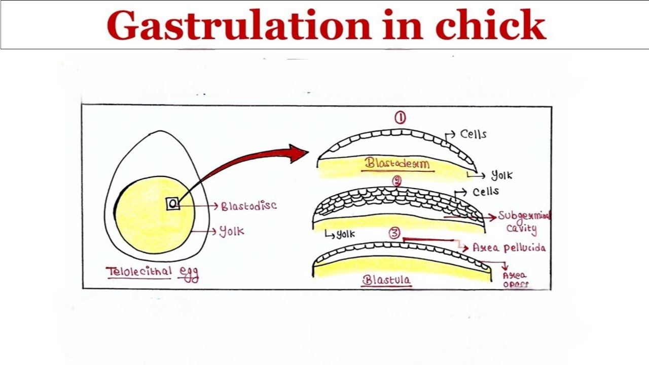 CHICK EMBRYO GASTRULATION - YouTube