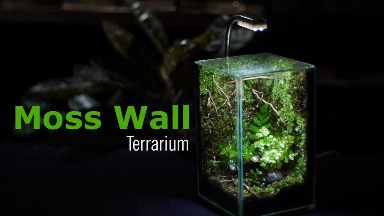 Moss Wall Terrarium | Make a Moss Wall Terrarium - YouTube