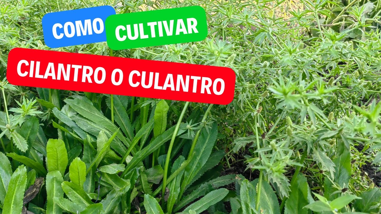Como Sembrar Culantro o Cilantro en Casa | Germina y Crece Rápido ...