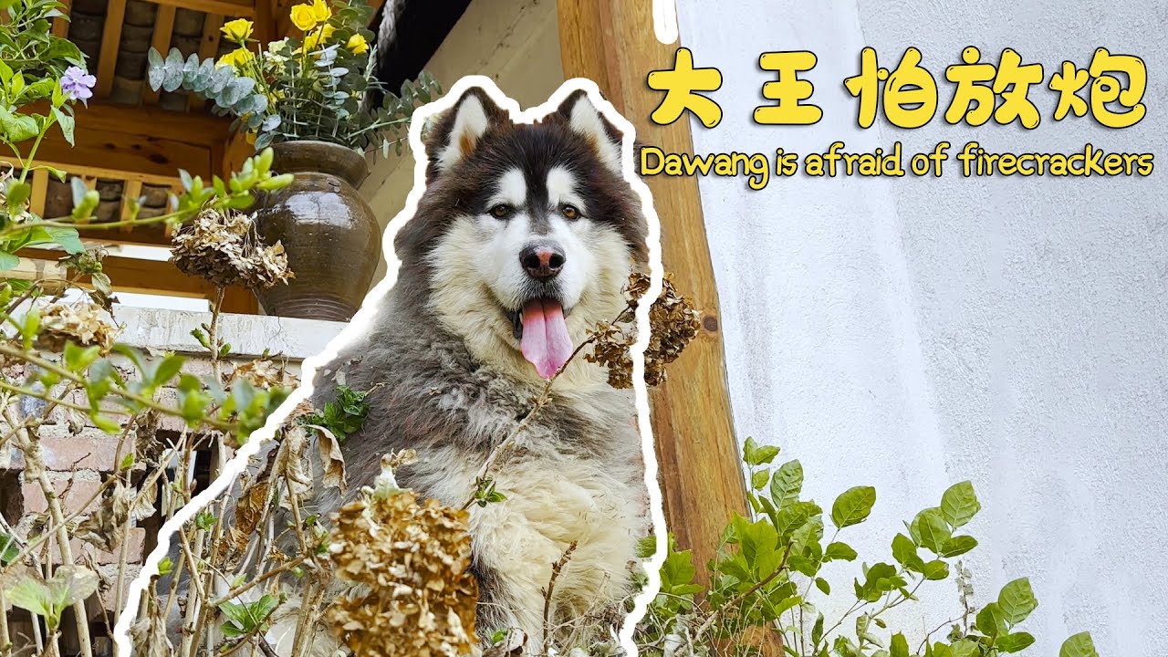 超大只的阿拉斯加狗狗大王，最怕的居然是炮竹的声音！ - YouTube