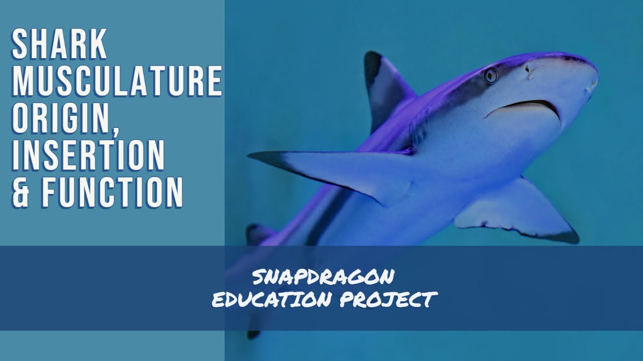 Shark Musculature - YouTube