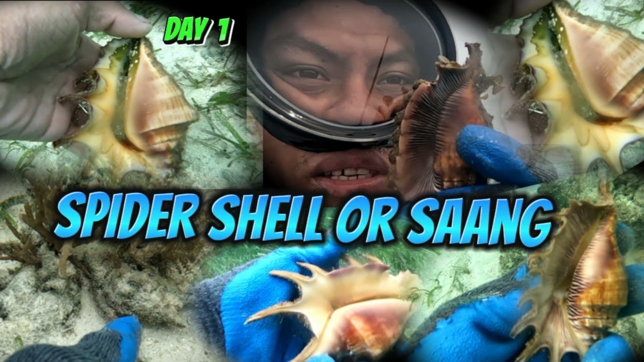 SPIDER SHELL or SAANG🐚🐚☺️ - YouTube