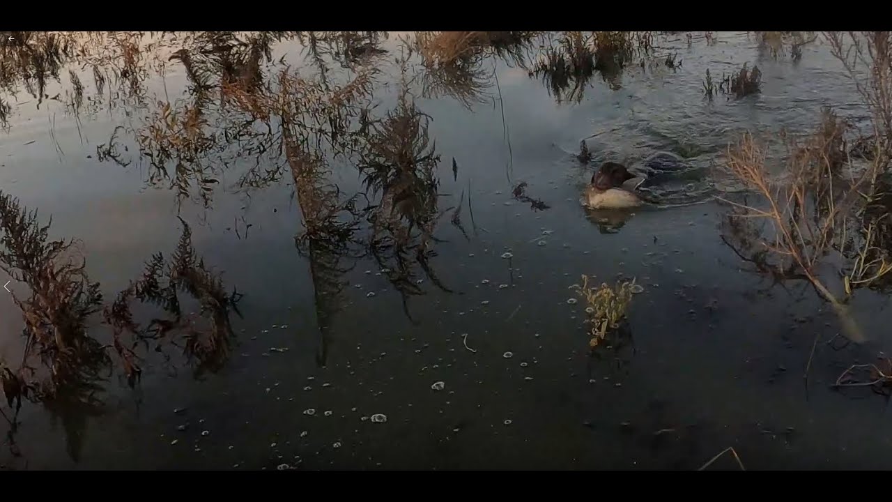 Duck Hunting Public Marsh (21 bird smackdown) - YouTube