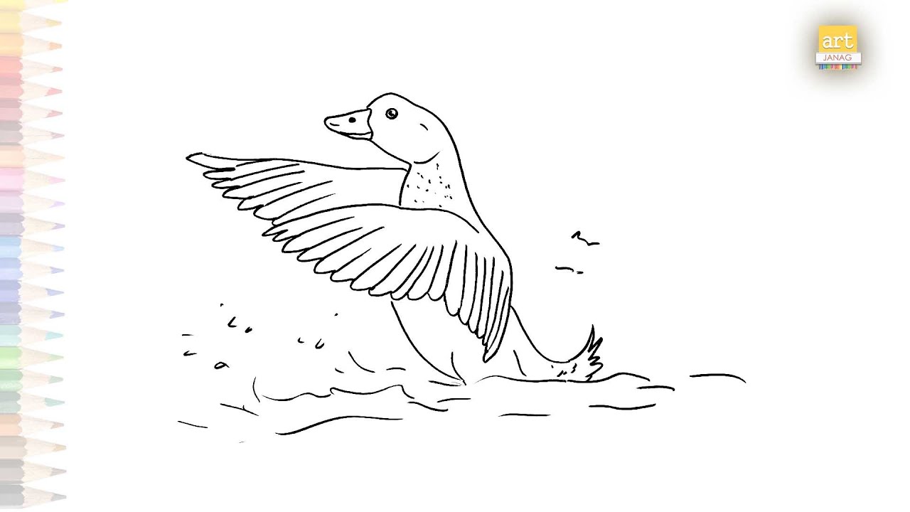 Flying Steamer Duck drawing | Duck drawing tutorials | How to draw ...