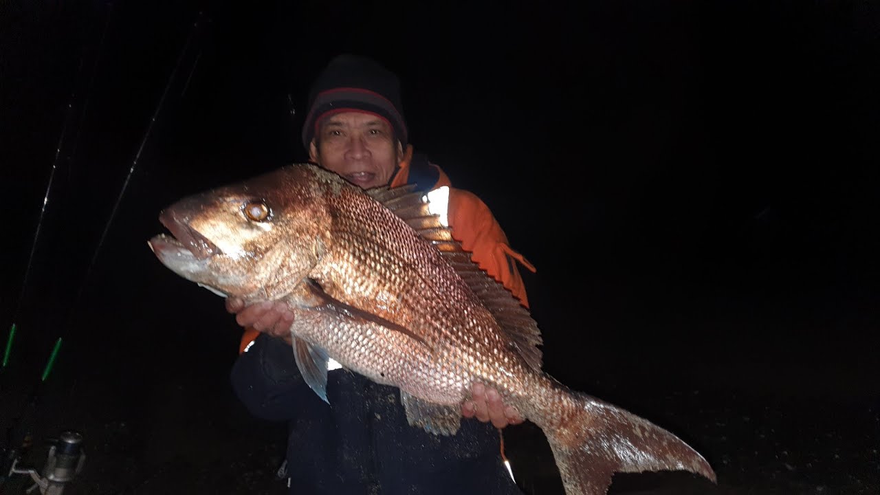 Tara Fishing | Russell Nz | Catch and Release 6kg Red Snapper (Day 1 ...