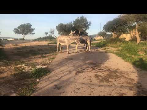 SEXO ASNAL.  La burra buscaba al burro,  el burro simulaba que  la esquivaba,  la burra buscaba