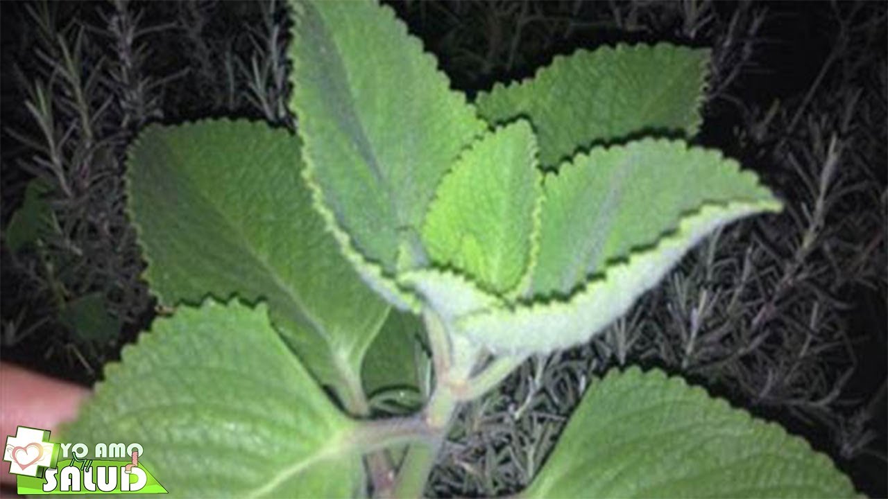 Esta Es La Planta Medicinal Mas Poderosa Que Existe! - YouTube