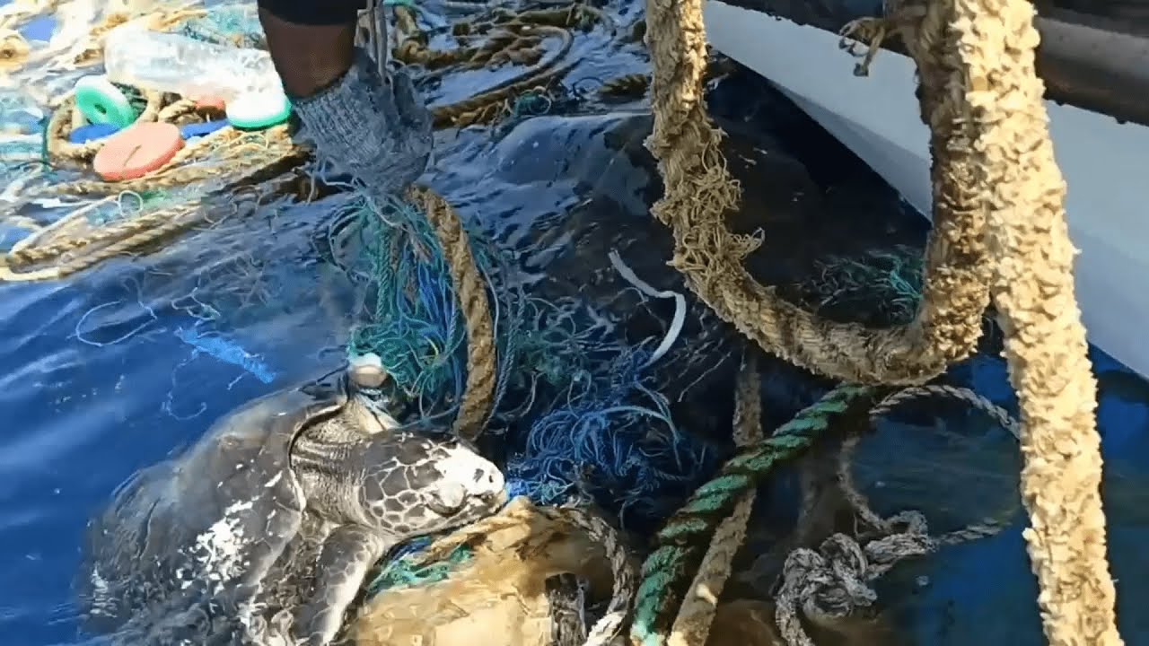 Sea Turtles Entangled in Ghost Net Rescued - YouTube