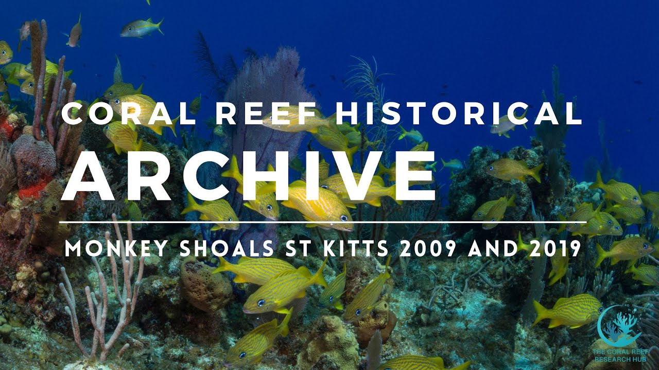 Coral Reefs in St Kitts: Monkey Shoals Historic Archive Marine Biology Ecology Terry Crookes ...
