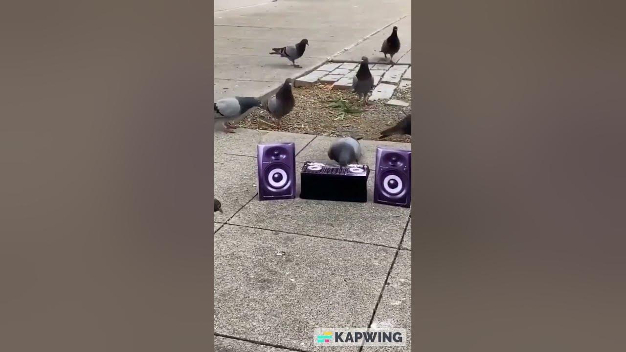 dj pigeon meme #trending #shortsfeed #memes - YouTube