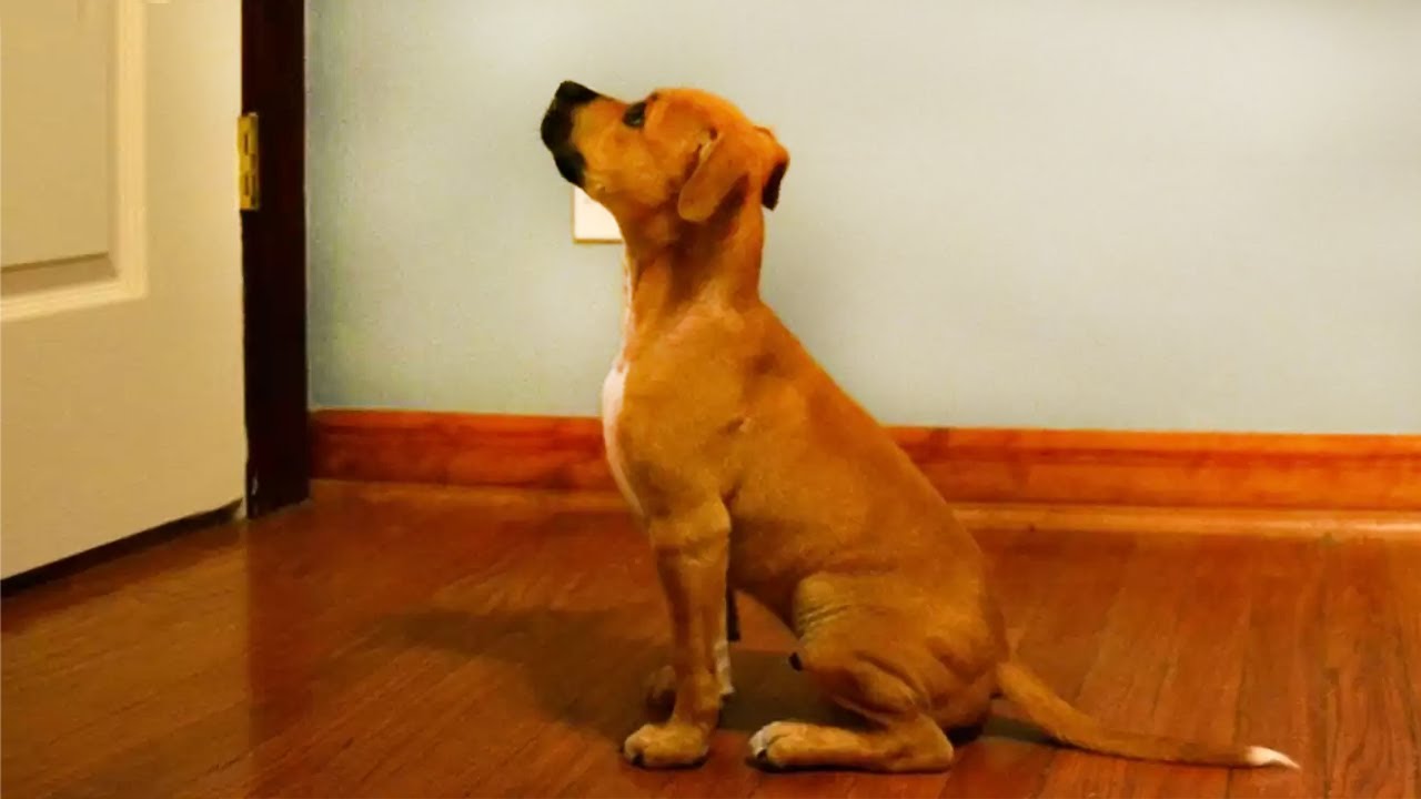 How Dogs Wait For Your Return No One Does It 😍Cute Dog Show Love - YouTube