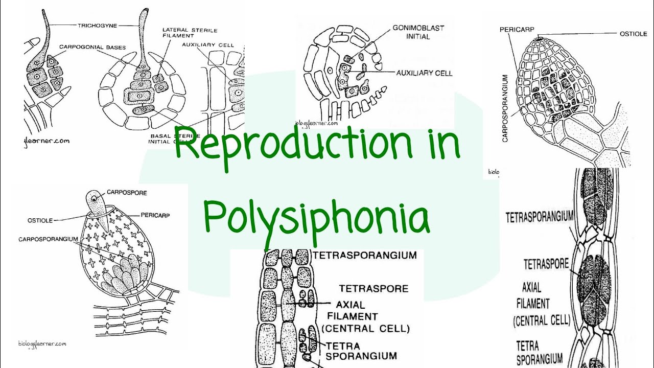 Reproduction in Polysiphonia । Bsc 1st year - YouTube