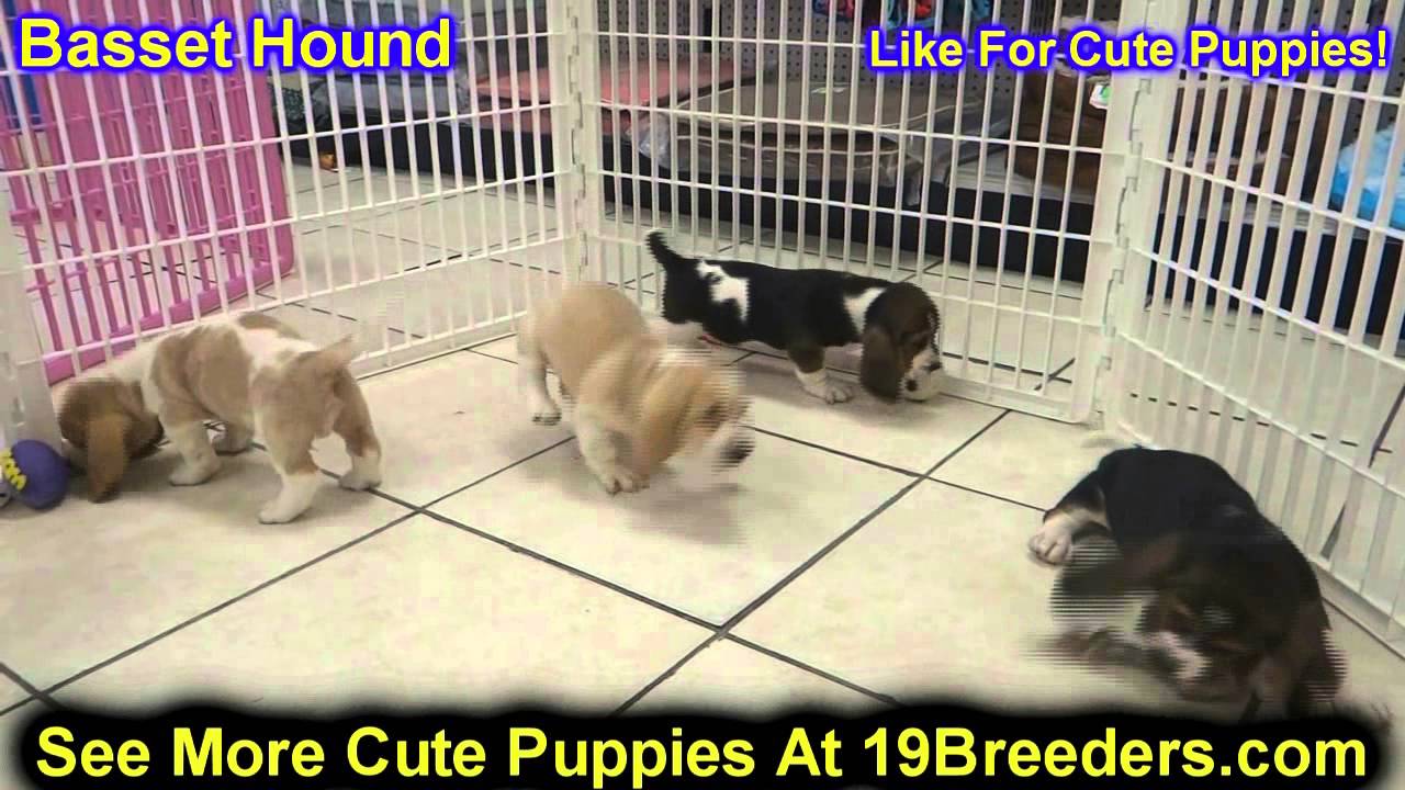 Basset Hound, Puppies, For, Sale, In, Allegheny, Pennsylvania, PA ...
