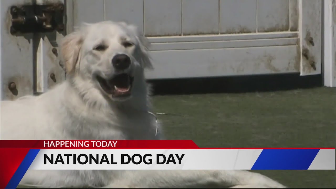 Humane Society of Missouri celebrates National Dog Day - YouTube