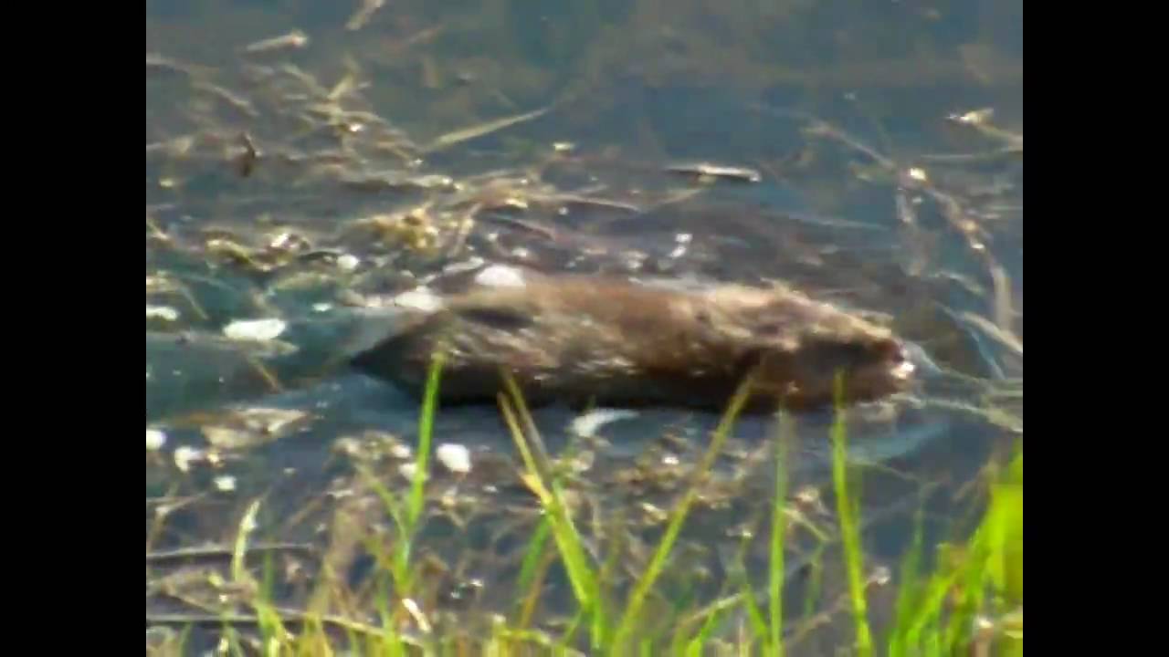 Muskrat.mp4 - YouTube
