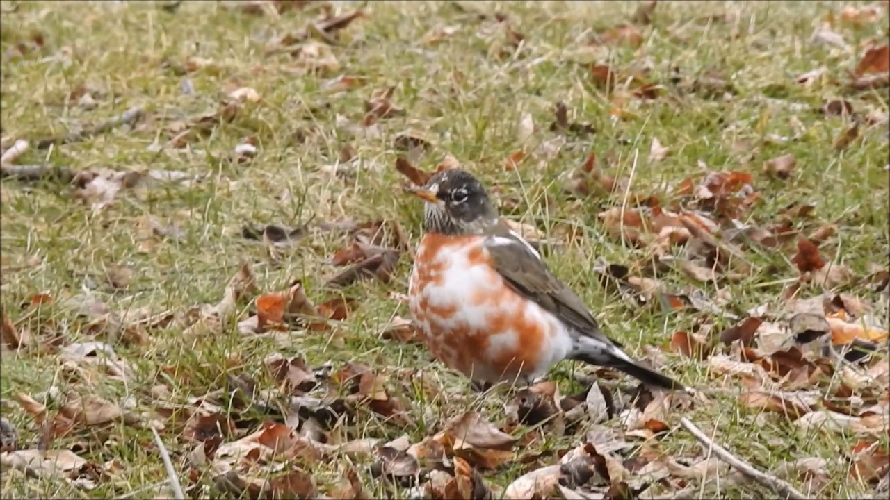Leucistic American Robin in Toronto - YouTube
