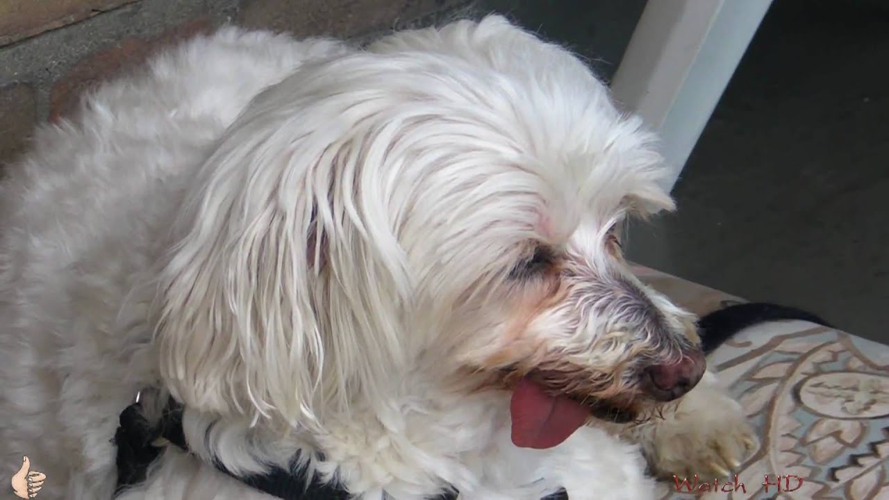 66. Toothless Dog can not hold his tongue inside !!.wmv - YouTube