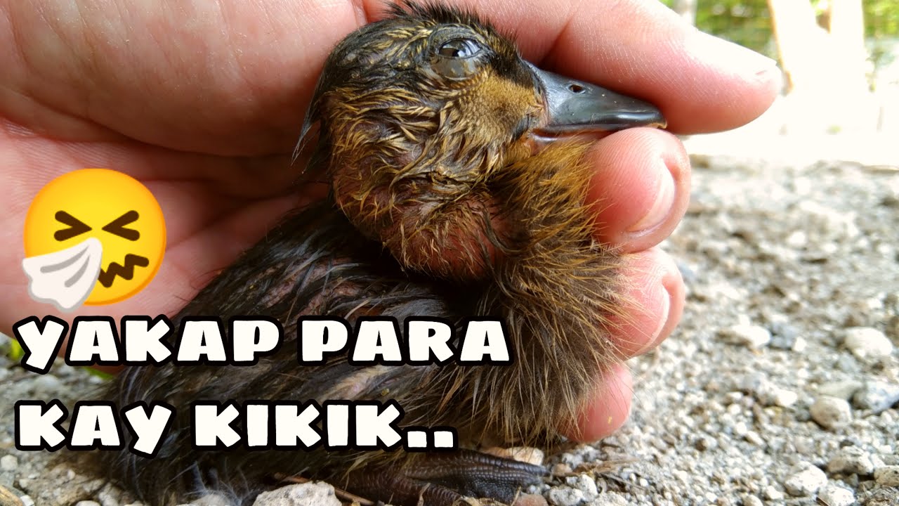 BACKYARD | ITIK NA MALAMBING | PAGLINIS AT PAGLIPAT NG KULUNGAN SA ITIK ...