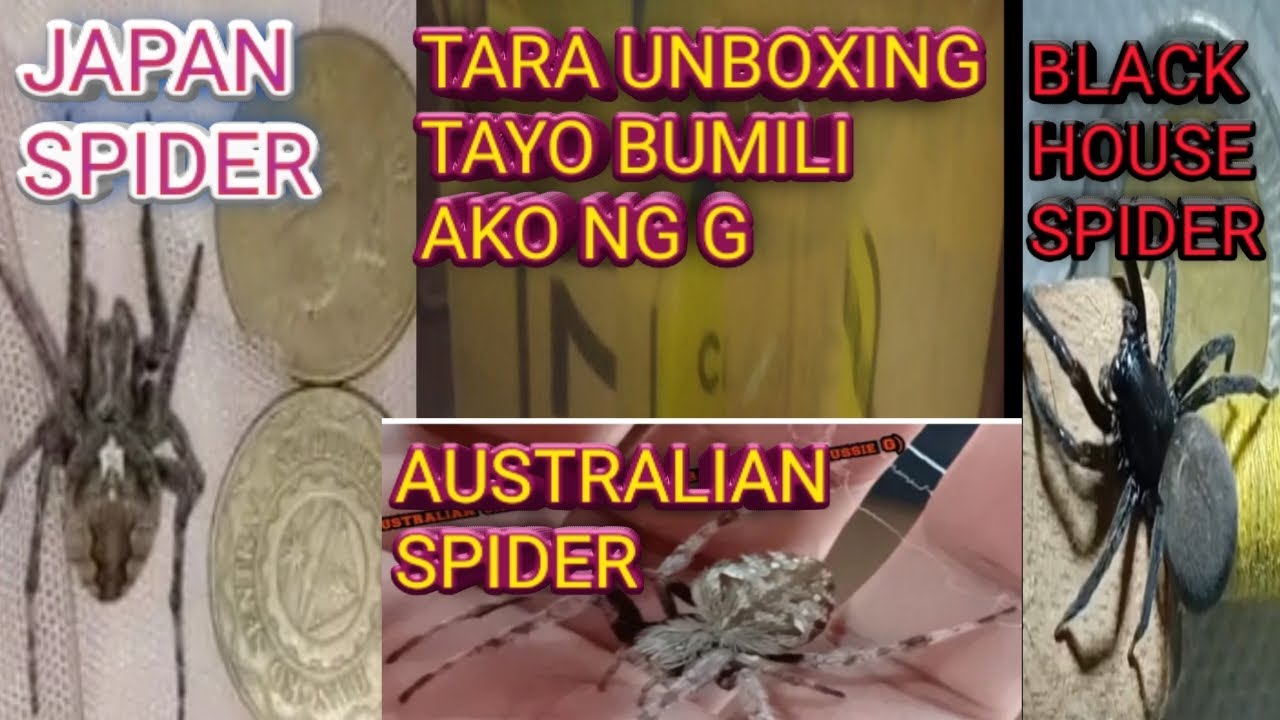 UNBOXING TAYO NG GAGAMBA| JAPAN SPIDER|AUSTRALIAN SPIDER - YouTube