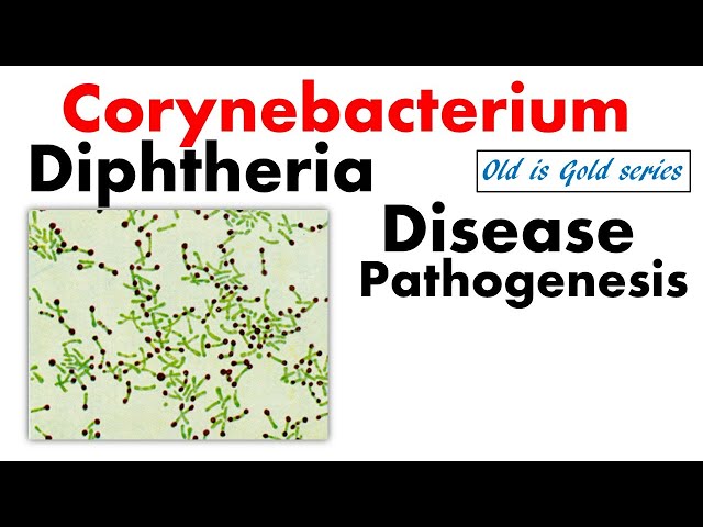 Biotypes Of Corynebacterium Diphtheriae, 43% OFF