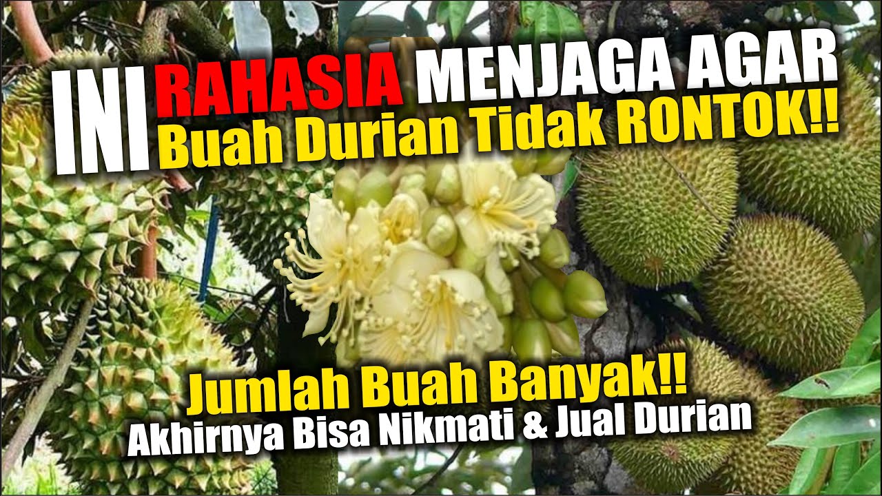 RAHASIA BUAH DURIAN BERBUAH MAKSIMAL ‼ CARA MENCEGAH RONTOK BUNGA DAN ...
