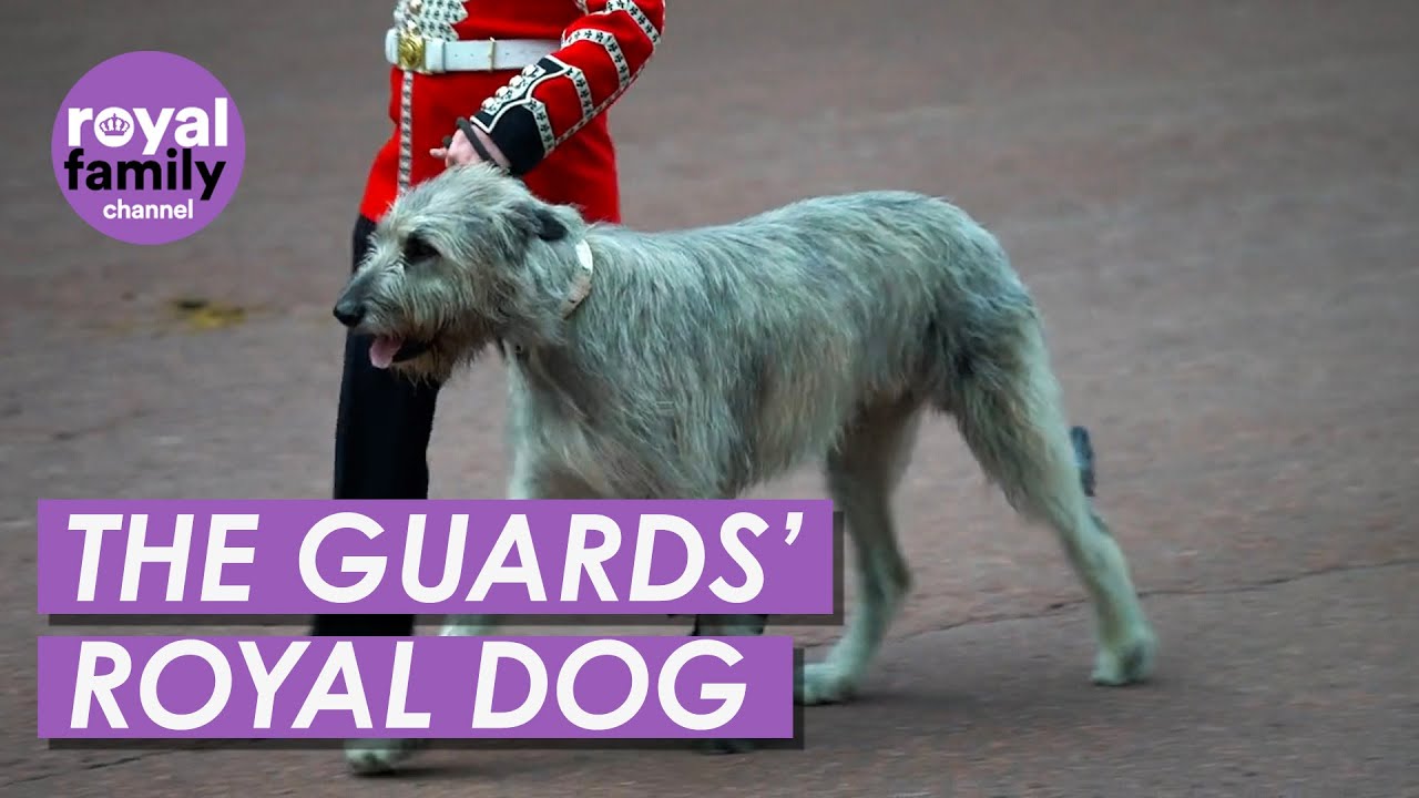 Who is the Irish Guards’ Dog in Trooping the Colour? - YouTube