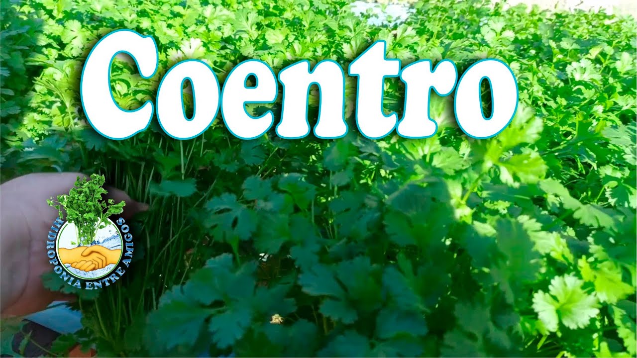 Como plantar coentro do jeito mais fácil - YouTube