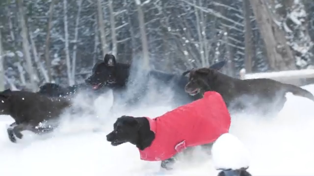 We Are Dogs Naturally - YouTube