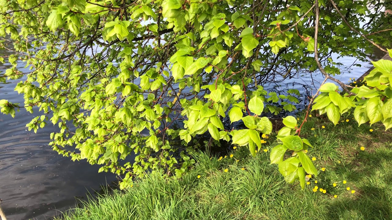 Common lime - branches, twigs & leaves - April 2020 - YouTube