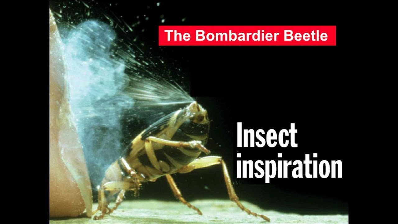 Insect Inspiration: The Bombardier Beetle - YouTube