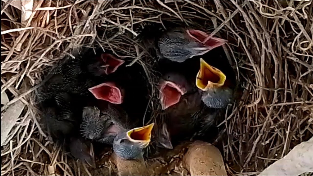 birds cry and scream throughout the nest looking for their mother ...