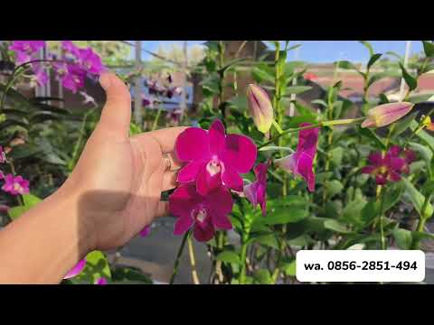 Promo Panen Anggrek Bunga Besar Anggrek Kriting Anggrek Rawatan Rimbun ...