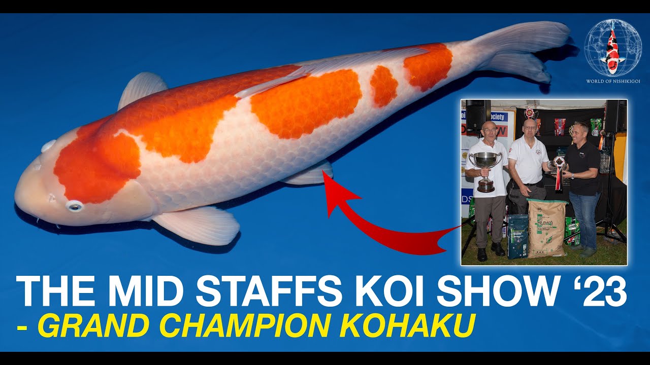 Mid Staffs Grand Champion Koi - YouTube