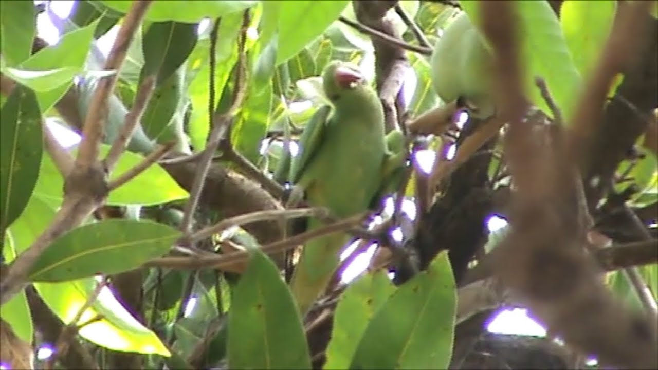 Parrots mangos 2021 - YouTube