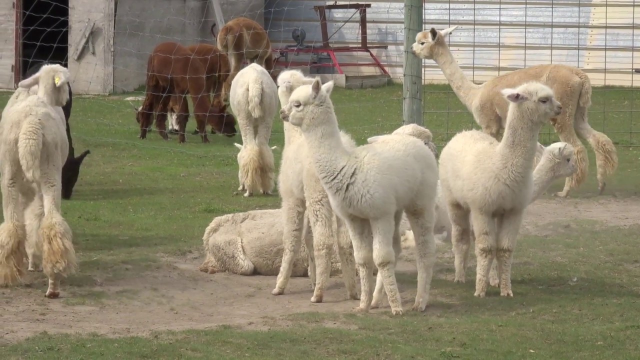 A to Z Alpacas - Bathing in Dust! - YouTube