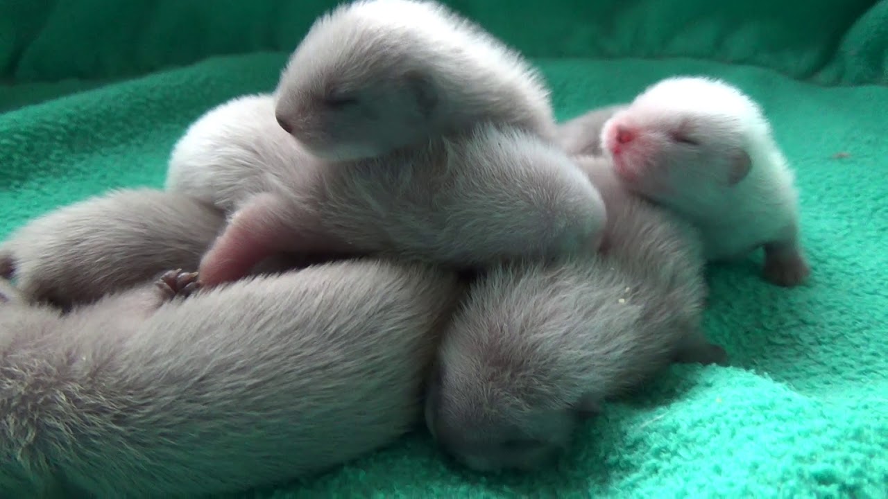 Nädalased tuhkrukutsikad / A week old ferret cubs - YouTube