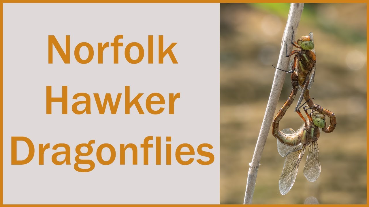 Dragonfly Tour Ep 9 - Norfolk Hawker at Amwell Nature Reserve - YouTube