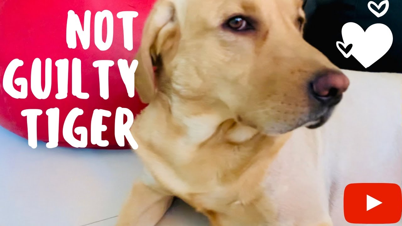 Labrador got caught red handed | labrador stealing food from kitchen# ...