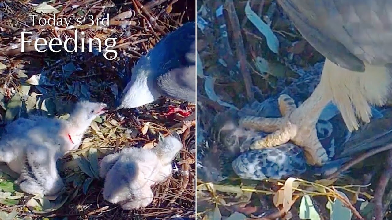 #162🦅SE35🐥24°&SE36🐥23°／Sea Eagle Nest 2025🇦🇺Sydney Olympic Park／Powerd ...