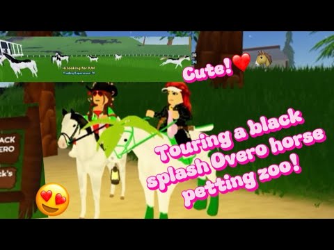 Touring a black splash Overo petting zoo! | Wild horse islands - YouTube