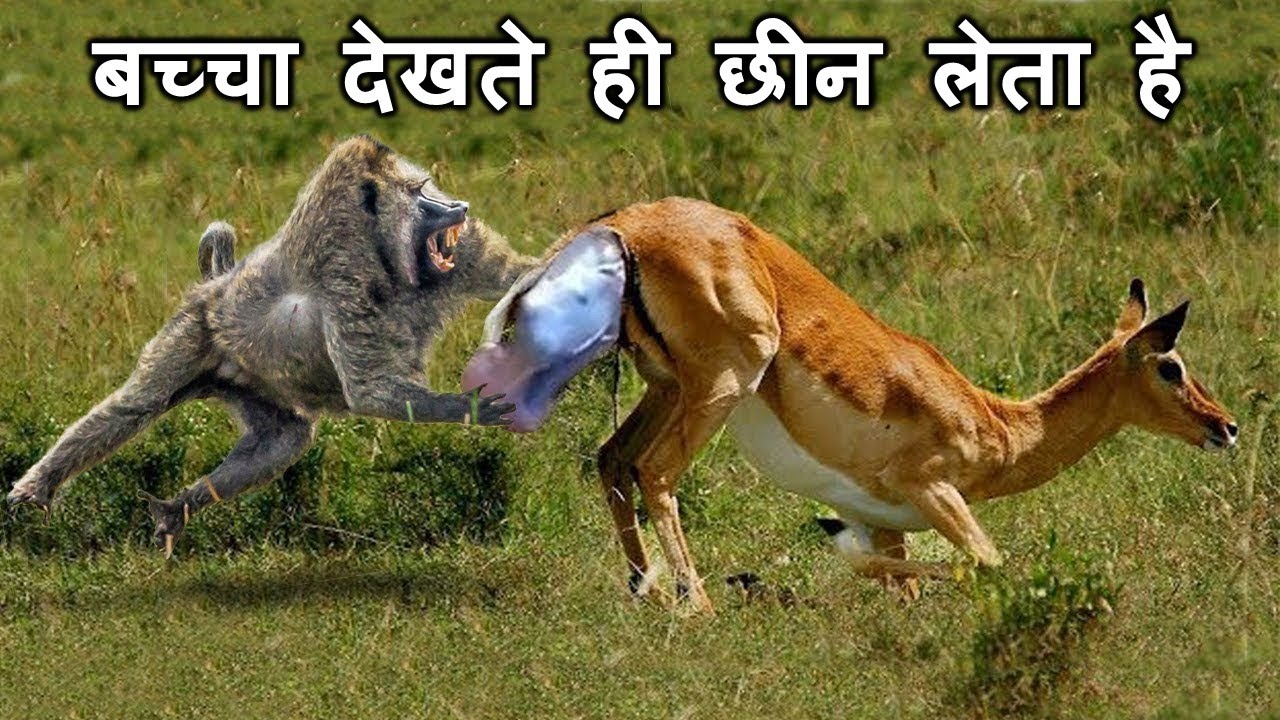 BABOON का हमला इतना खतरनाक क्यों होता है ? WHY BABOON ATTACK IS SO ...