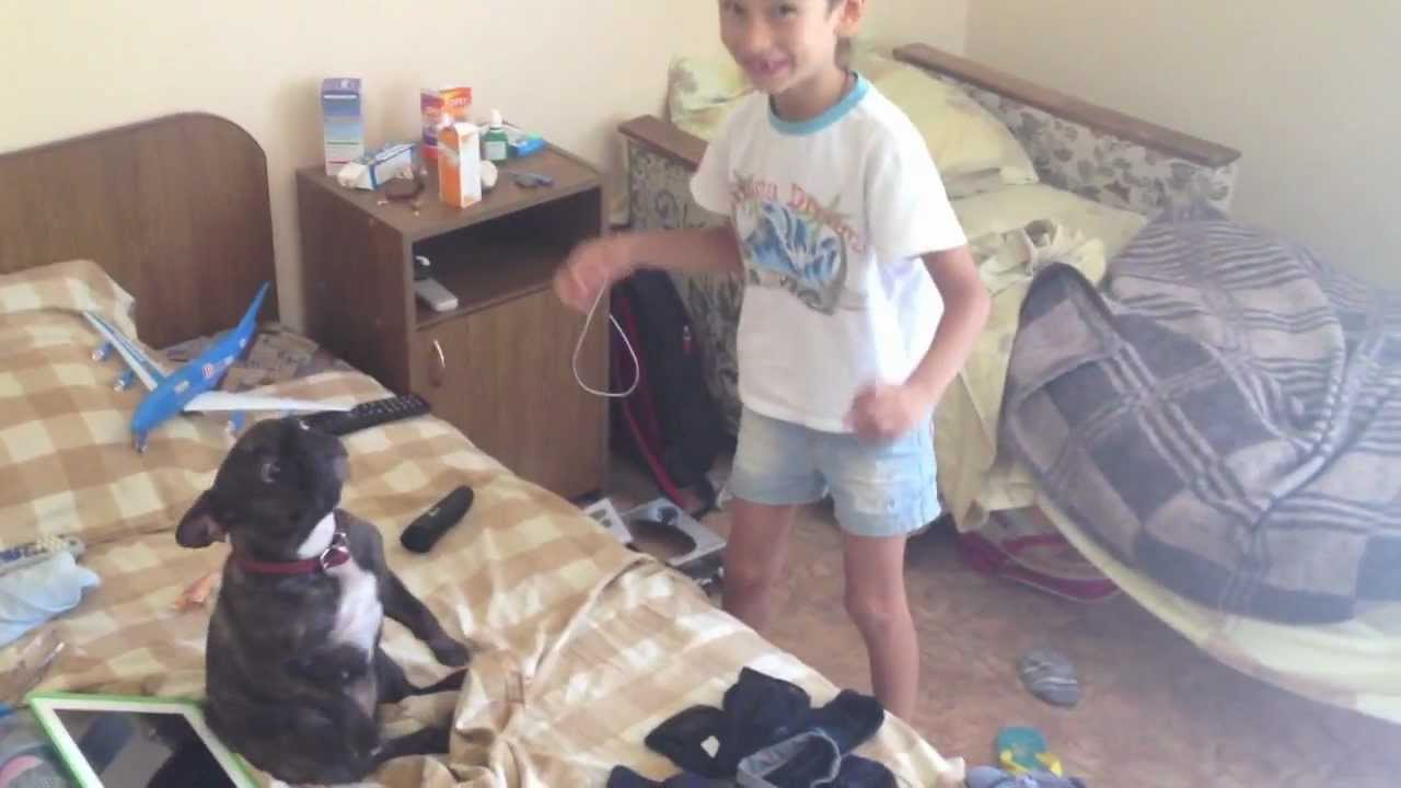 French Bulldog Dancing Dubstep! - YouTube