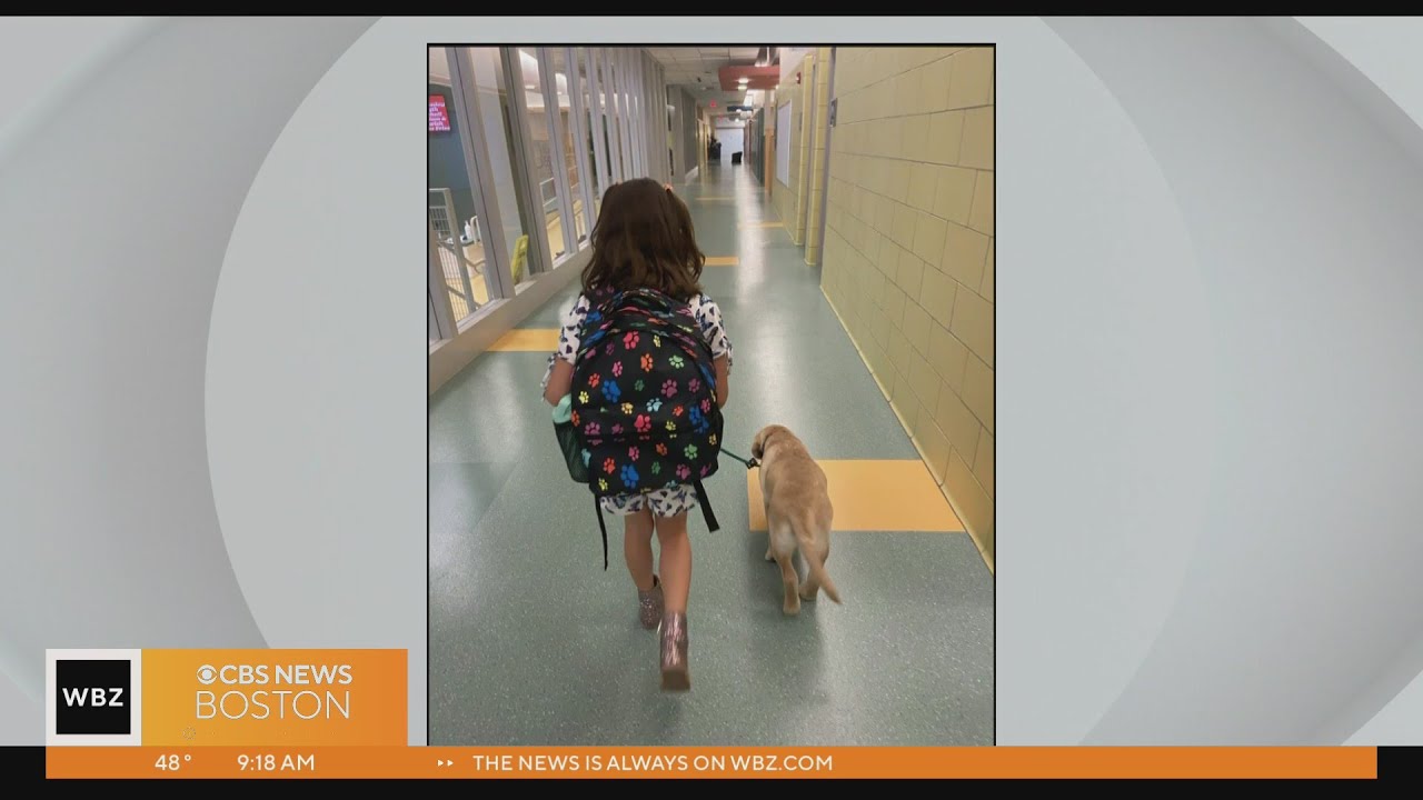 Howie The Comfort Dog provides support for students at Howe-Manning ...