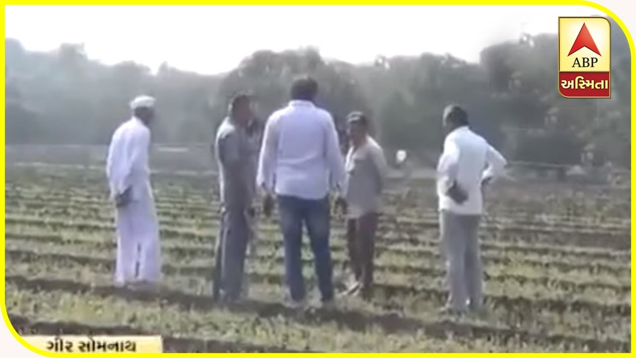 Farmers Face Problem Due To Wild Animals | ABP Asmita - YouTube