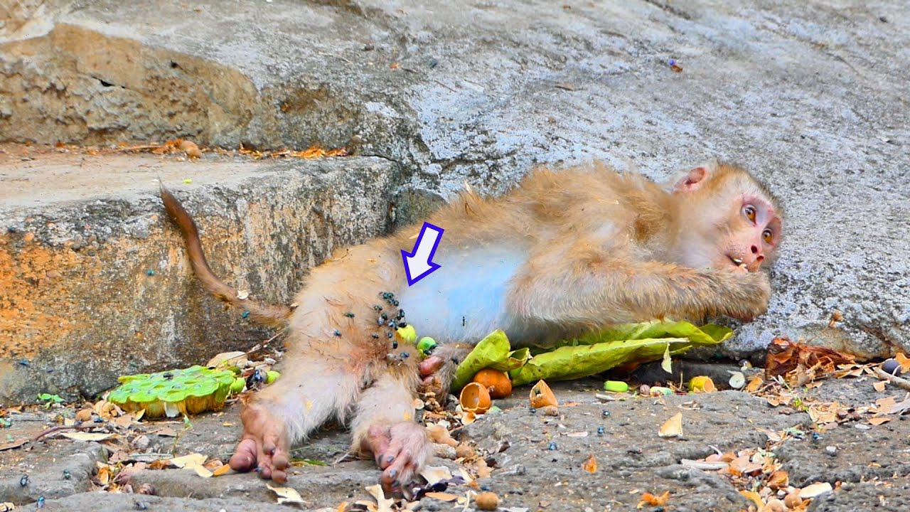 So pity monkey MOKA has many flies stay on her body - YouTube
