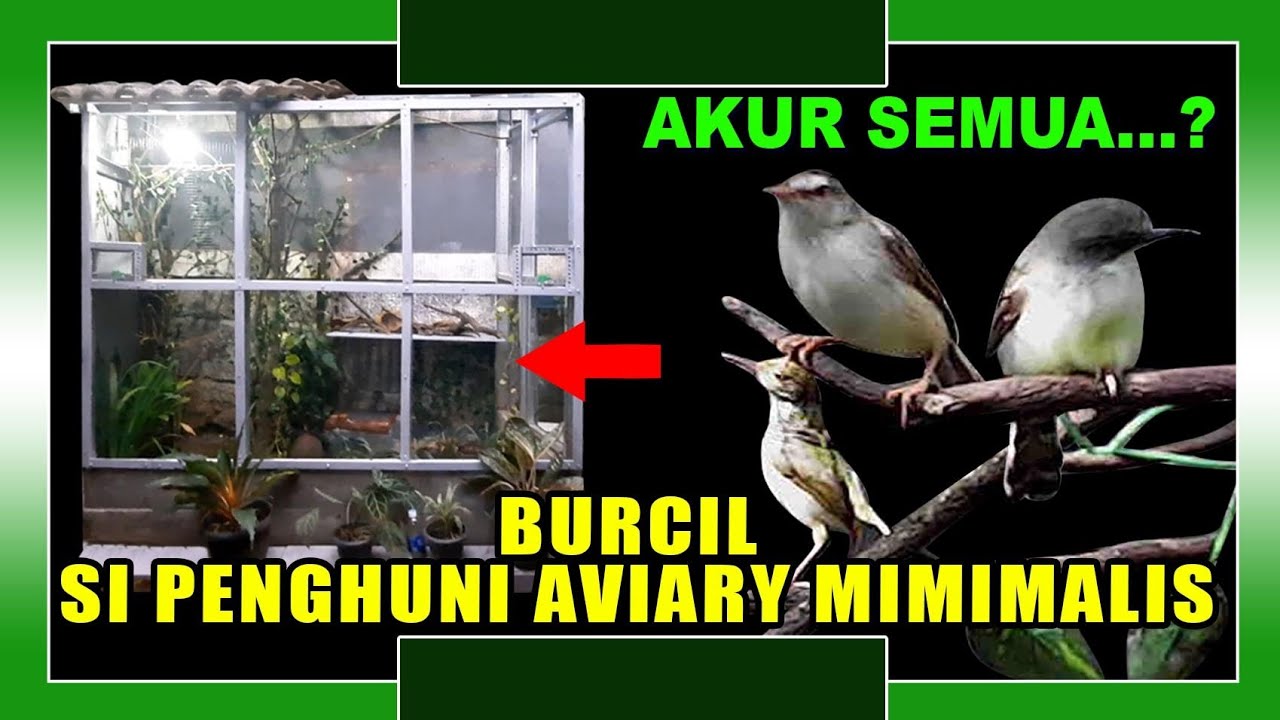 Burcil Si Penghuni Aviary Minimalis - YouTube