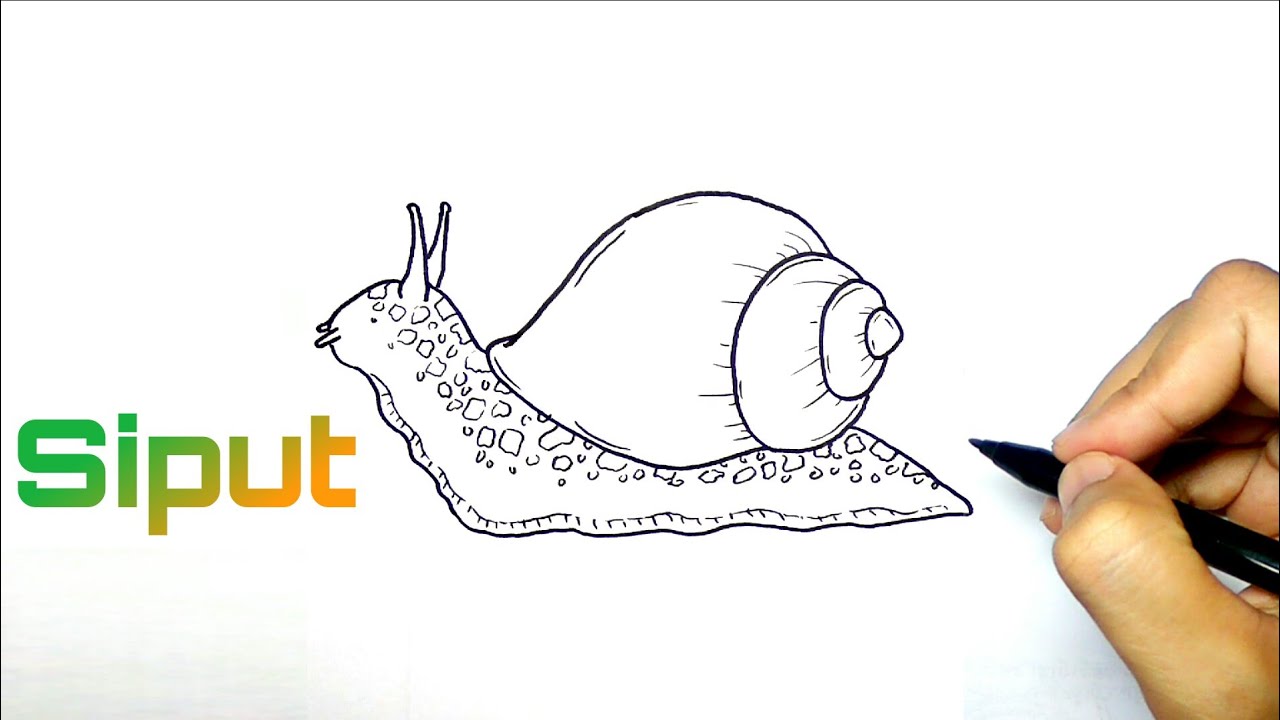 Gampang dan bagus || Cara menggambar siput - YouTube