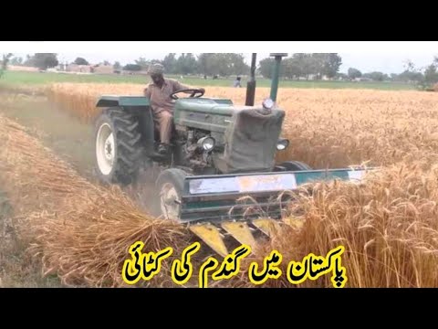 gundam ki katai||wheat cutting machine||brush cutter Wheat machine ...