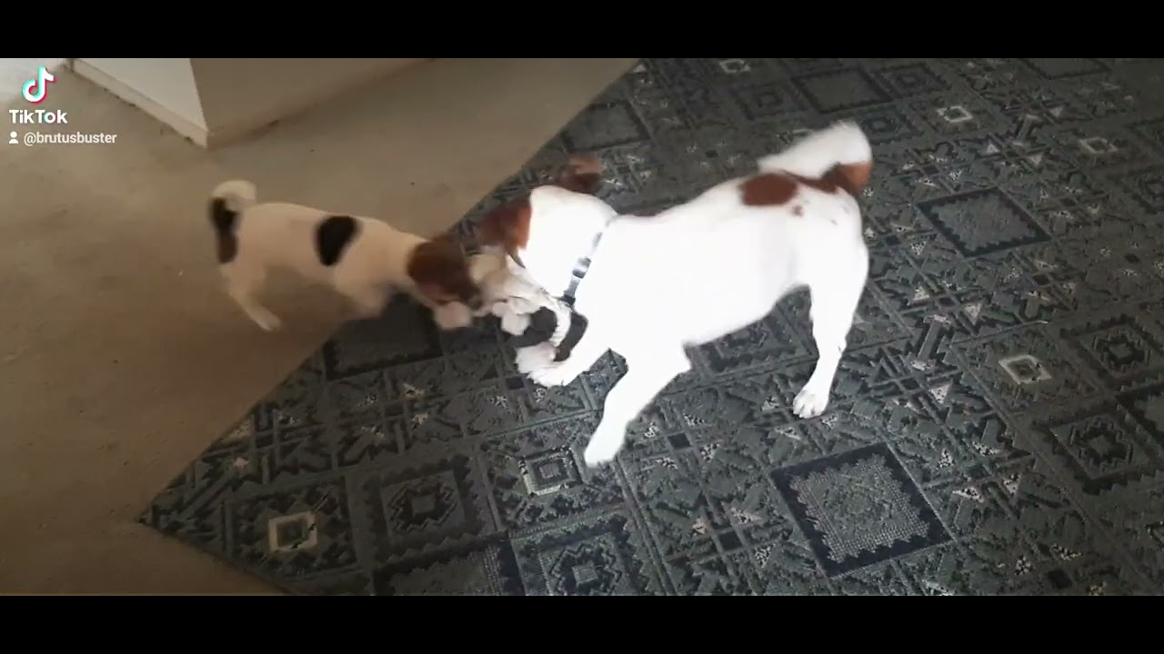 Brutus and Buster 🥊🥊🥊 - YouTube