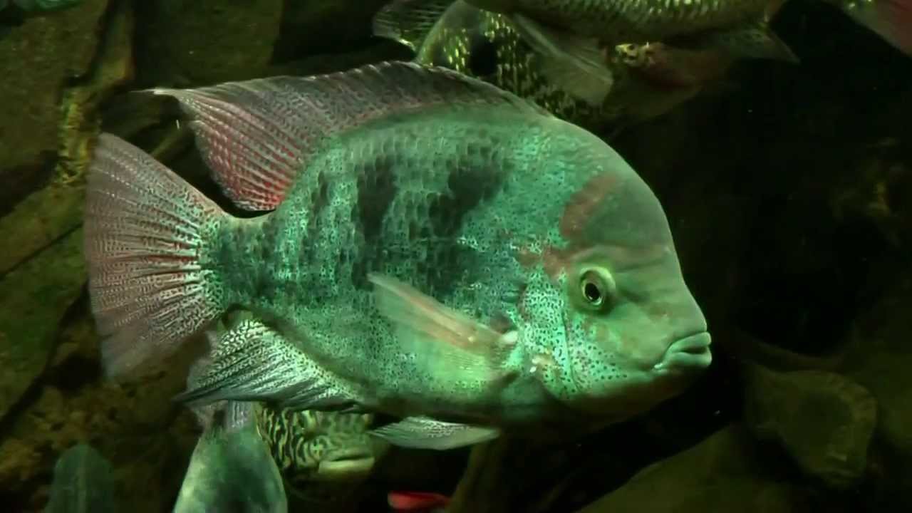 Big cichlids - YouTube
